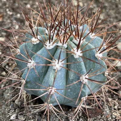 Melocactus Azureus,blue Cactus,live Cactus Plant,house Plant,succulent ...