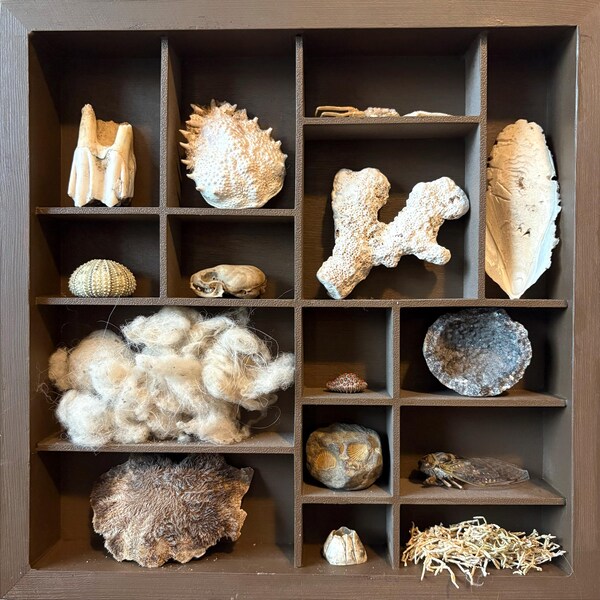 Wooden Curiosity Cabinet Printer Tray Letterbox Display, Rock Display ...