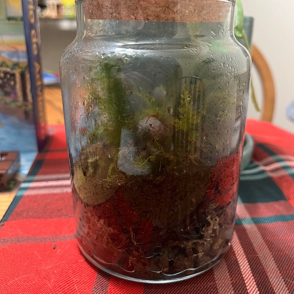 Build Your Own Terrarium Kit | Plant Gift Idea - Etsy