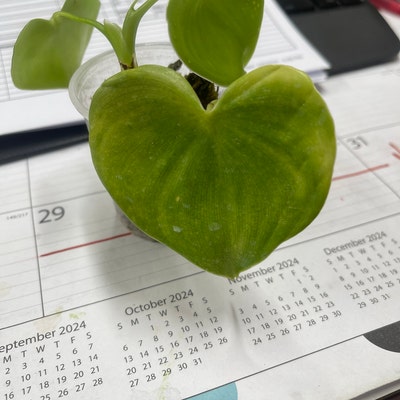 Variegated Hoya Compacta ,variegated Hindu Rope - Etsy