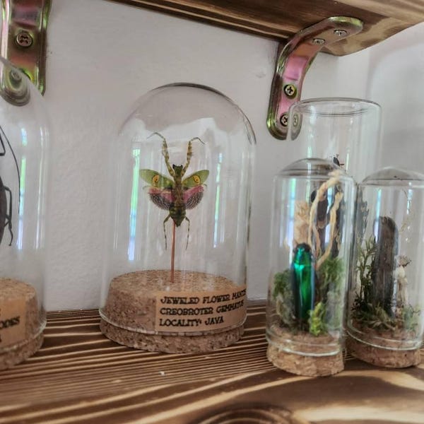 Large Size, Real, Dried Insect, Beetle, Bug in a Bell Jar, Cloche, Dome ...