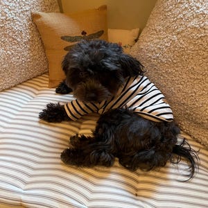 Daisy Chiffon Crop Top, XS-2XL, Dog-shirts Dog Top, Dog Clothing, Dog ...