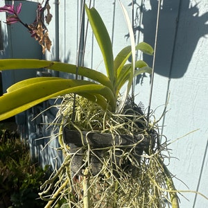 Live Orchid Vanda Flower Plant From Hawaii Exotic Blue/purple/pink/red ...