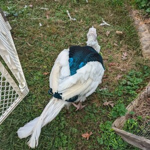 Knit Chicken Sweaters medium Weight Hen Clothing Poultry Accessories ...