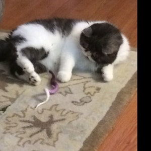 Three Candy-coated Popcorn Cat Toys Filled With Organic Catnip - Etsy