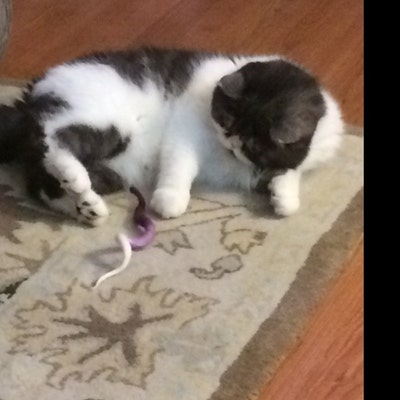 Three Candy-coated Popcorn Cat Toys Filled With Organic Catnip - Etsy