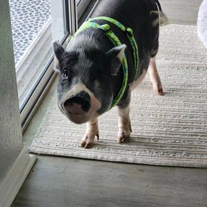 Cotton Mini Pig Harness You Choose Fabric - Etsy