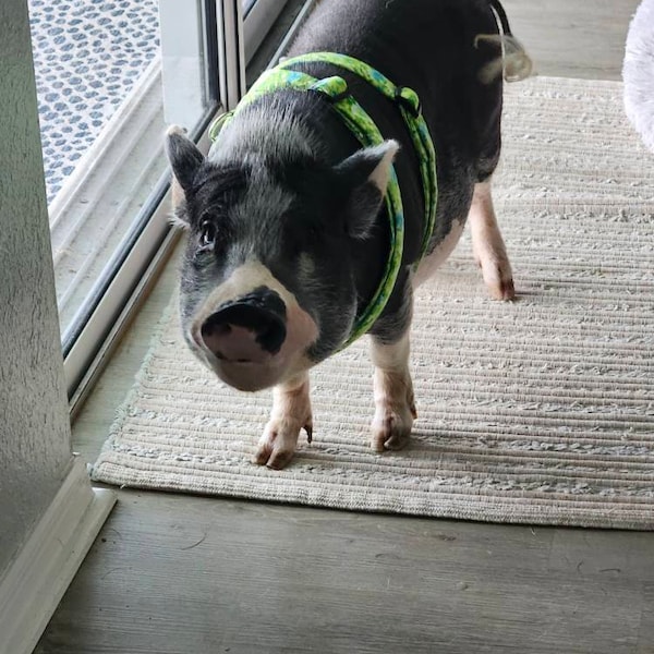 Cotton Mini Pig Harness - You Choose Fabric - Etsy