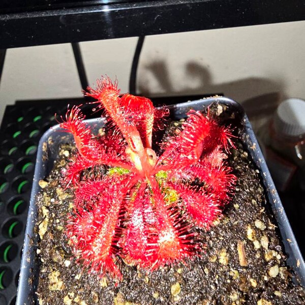 Soil Mix for Drosera, Venus Flytrap, and Sarracenias - Etsy