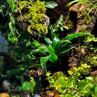 Star Moss Tortula Ruralis - Etsy