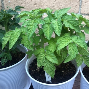 Vilma Micro Dwarf Tomato 15 Seeds Organically Grown - Etsy