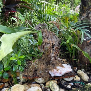 Neglecta Mini Air Plants Tillandsia, Air Plant, Indoor Plant, House ...