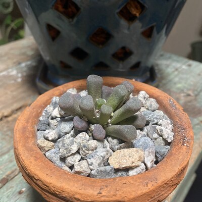 Haworthia Obtusa Rare Succulent Alien Eggs Clear Succulent - Etsy