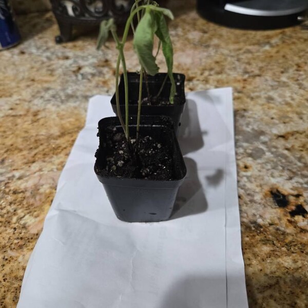 Organic Dwarf PIGEON PEAS Gunga Pea Seeds - Cajanus Cajan Gandul Lazaro ...