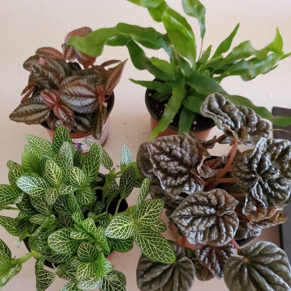 Houseplant Variety Pack (4 Plants) (4" Pots)*easy Care *assorted ...