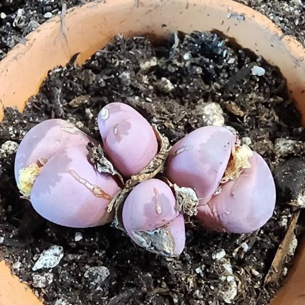 Live Ultra Rare Plant~ One Cluster ~ Lithops Cluster Optica Rubra C81A ...