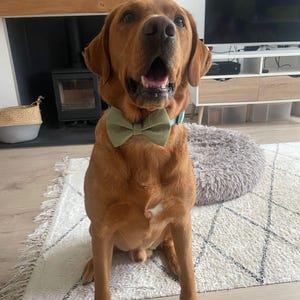 Small Dog Bow Tie Playing Card Pips Pet Collar Accessory - Etsy