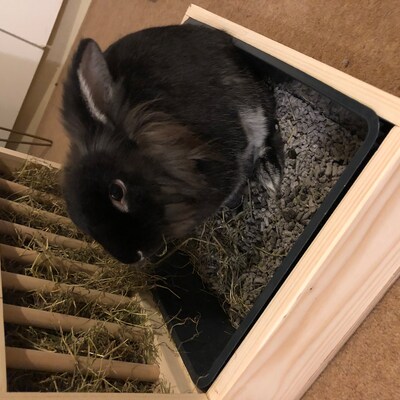 Rabbit Dig Box Indoor Use Only - Etsy
