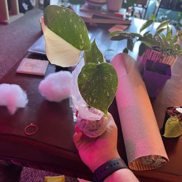 Monstera Punch Mirror - Tufted Mirror, Decorative Mirror, Handmade ...