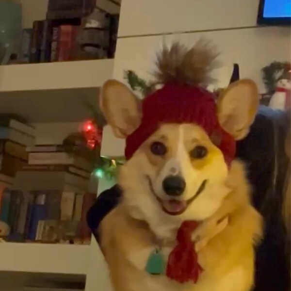 Corgi Beanie Dog Beanie Corgi Hats Dog Hat Dog Beanie Fur Baby Beanies ...