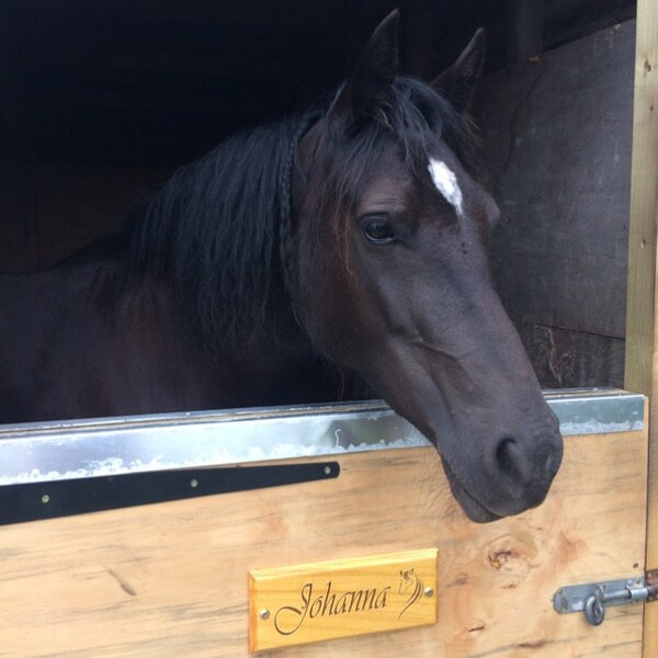 Horse Name Plate Stable Door Sign Plaque (vivaldi Font & Dressage Logo ...
