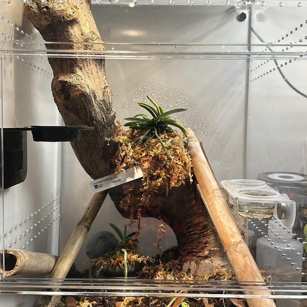 Neofinetia Falcata Fugaku 富嶽/orchid/vanda/fragrant/miniature/variegated ...