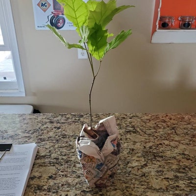 Chinese Elm Quart Container - Etsy