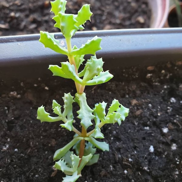 Bulbine Frutescens Succulent Cape Balsam Evergreen Drought Resistant ...