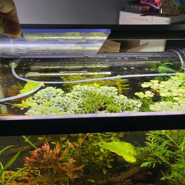 Aquarium Floating Plant Corral for Small Tanks With Low Surface Flow ...
