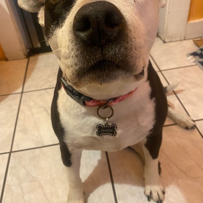 Laser Engraved Swarovski Element Dog Bone ID Tag Crystal Dog Tag Bling ...