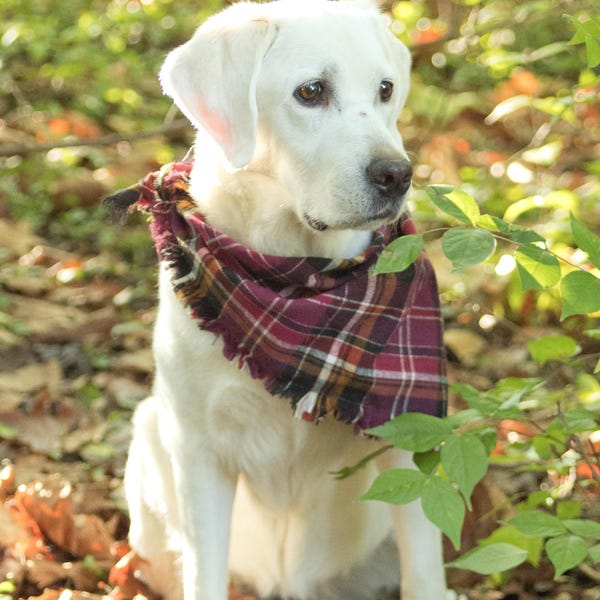 Fall Dog Bandana Fall Floral Bandana Dog Gift Thanksgiving Dog Bandana ...