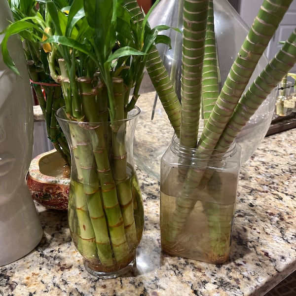 Tropical Black Bamboo Gigantochloa Atroviolacea NON-INVASIVE, CLUMPING ...