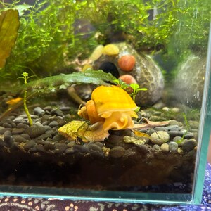 Super Snello 8oz, Aquatic Snail Food, Dehydrated, Snail Jello, Mystery ...