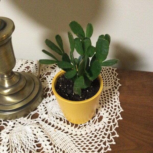 Sunset Snappy Blanket Flower Perennial Seeds - Etsy