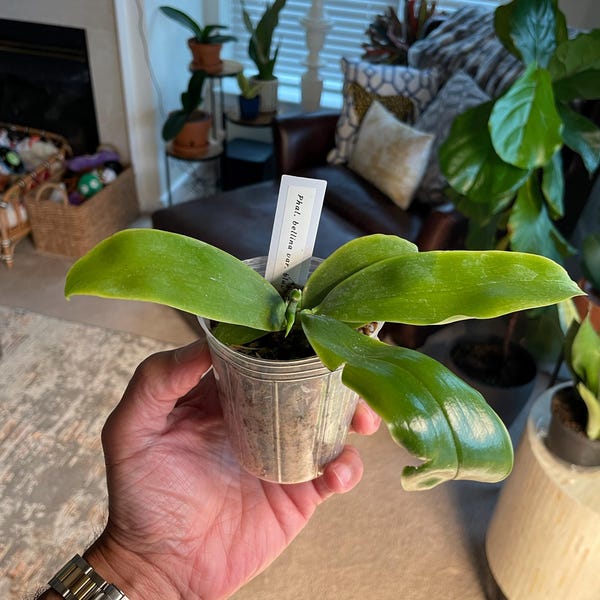 Phal. Hornglin Sweet Corn, Blooming Size, FREE SHIPPING - Etsy