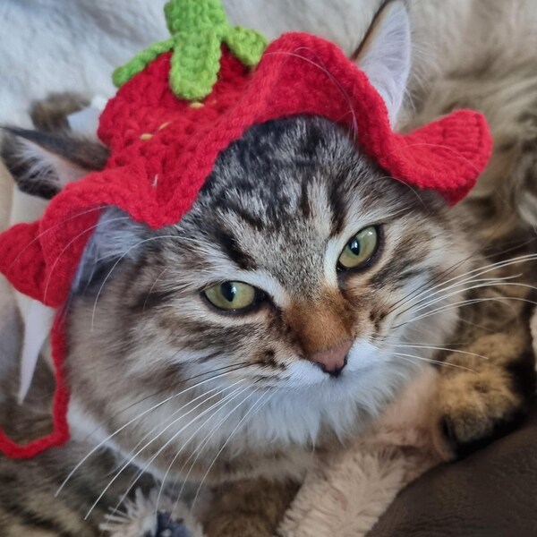 Cat Birthday Outfit | Crochet | Knitted | Letterbox Gift | Handmade ...