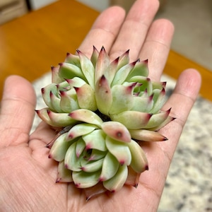 Echeveria Caviar/ Pachyphytum Caviar Imported Succulent - Etsy