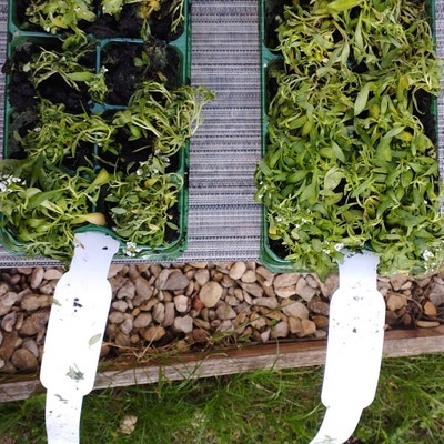 Rose 'fantastic at 60' Happy Birthday Rose Gift Wrapped With Huge Bow ...