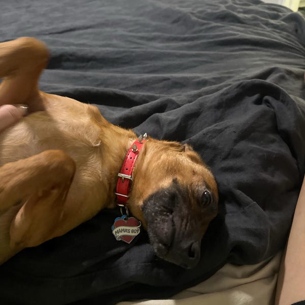 Pet ID Tag Mama's Boy, Tattoo Red Heart Dog Tag, Dog Tag for Dogs, Pet ...