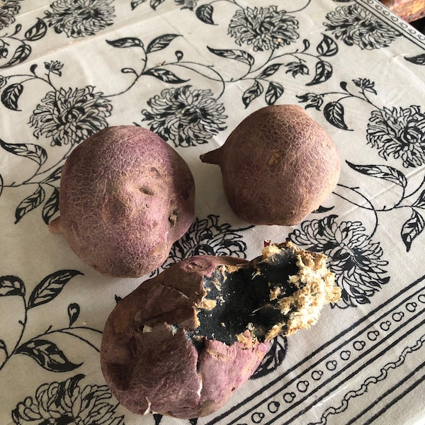 Edible Malanga Coco Yam Yautia Big Taro Root for Planting or Eating ...