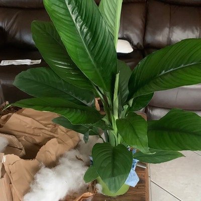 Flowerpotnursery Moonlight Fern Cretan Brake Fern Pteris Cretica Mayii ...