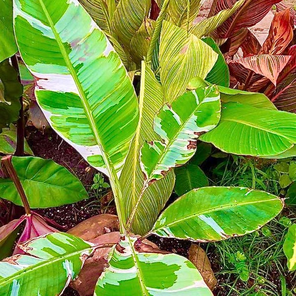 Variegated Musa Florida Banana Tree - Rare Exotic Tropical Indoor ...