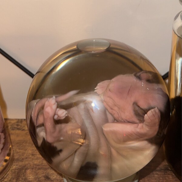 Mummified Rabbit Specimen - Etsy