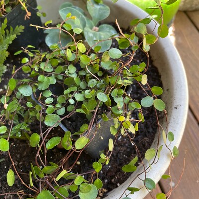 Pack of 2 Angel Vines - Etsy