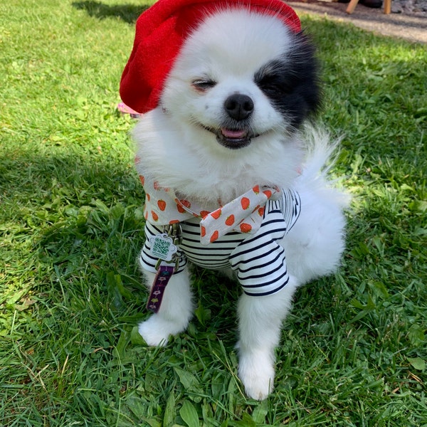 Dog Flight Jacket | Red - Etsy