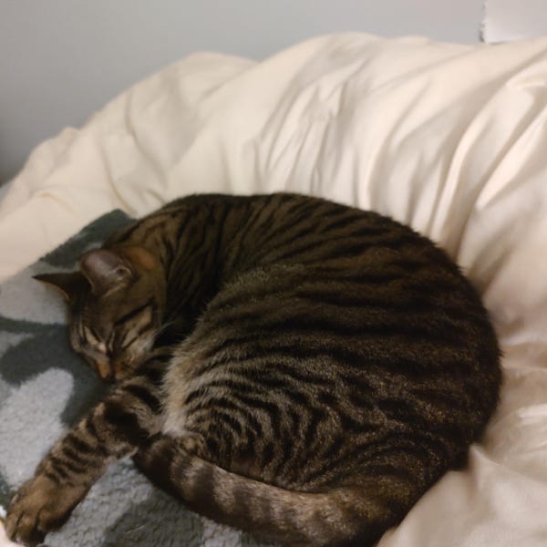 Window Sill Cat Pad/ 6 Sill Pad - Etsy