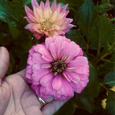 Astrantia Major Rose Symphony Seeds, Masterwort, Hatties Pincushion ...