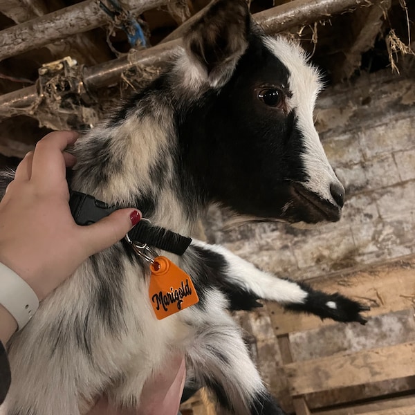 Custom Engraved Livestock Ear Tag - Laser Engraved Goat Pig Sheep Ear ...