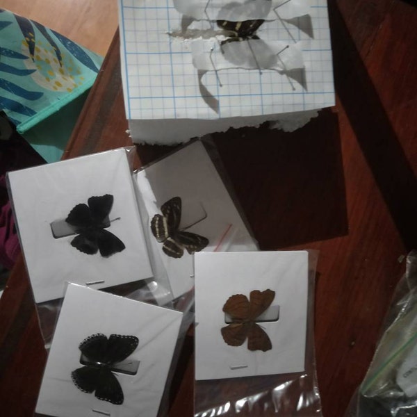 5-100PCS Real Butterfly Specimen Taxidermy Insect Butterflies Decor ...