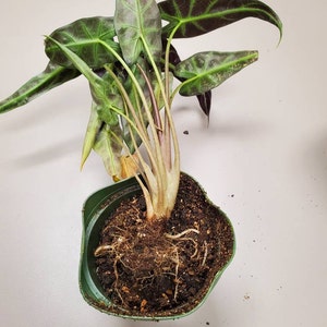 Heart Shape English Ivy Topiary, Live Plant in a 6 Pot. Variegated ...